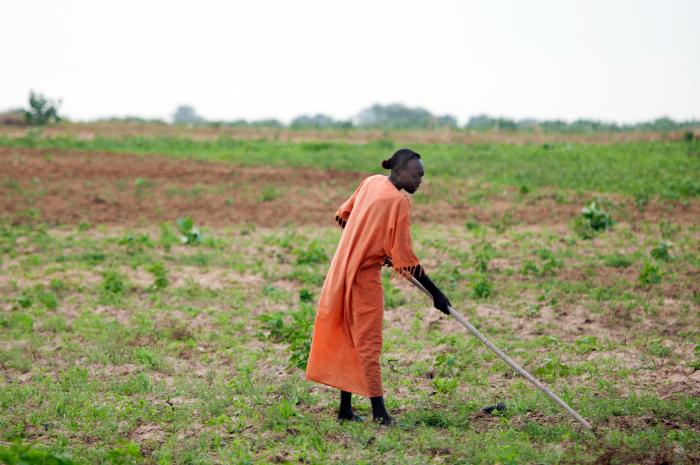 Landscape Restoration - Engagement at All Levels to Restore Deforested ...