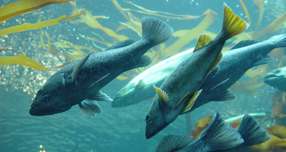 Fish Species Increasingly Threatened by Climate Change | UNFCCC